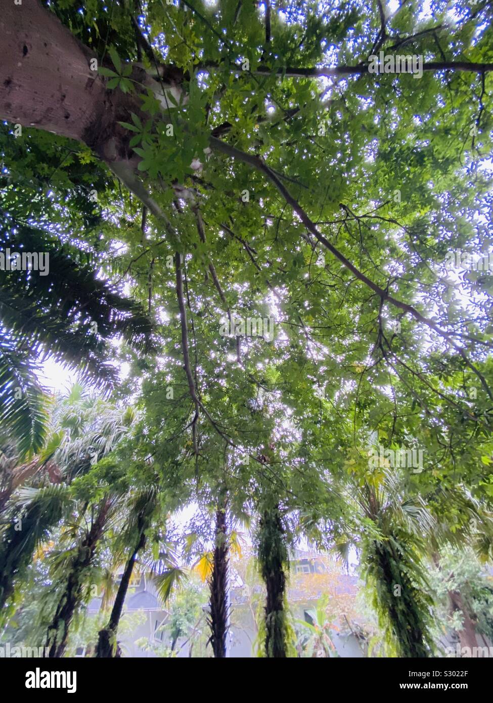 Shadow under tree hi-res stock photography and images - Alamy