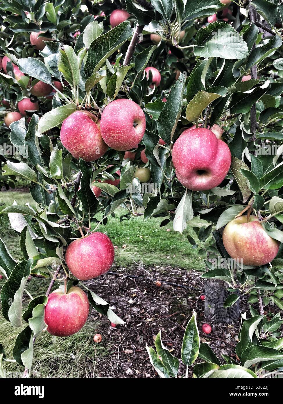 Tree produce hi-res stock photography and images - Alamy