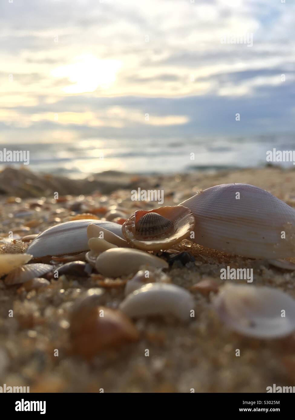 Beach shells hi-res stock photography and images - Alamy