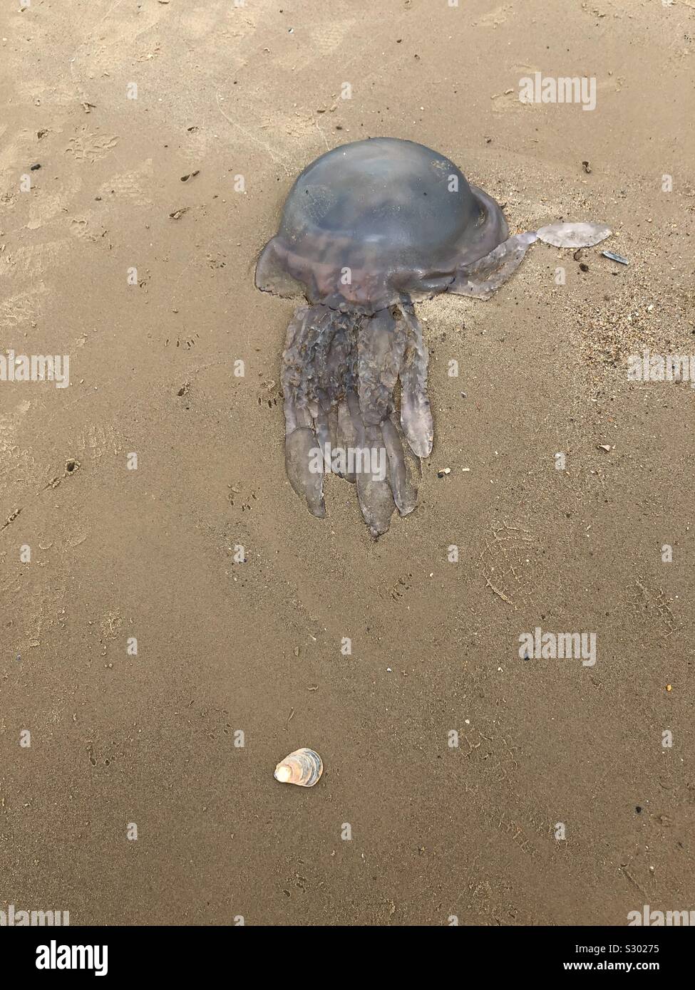 Sand jellyfish hi-res stock photography and images - Alamy