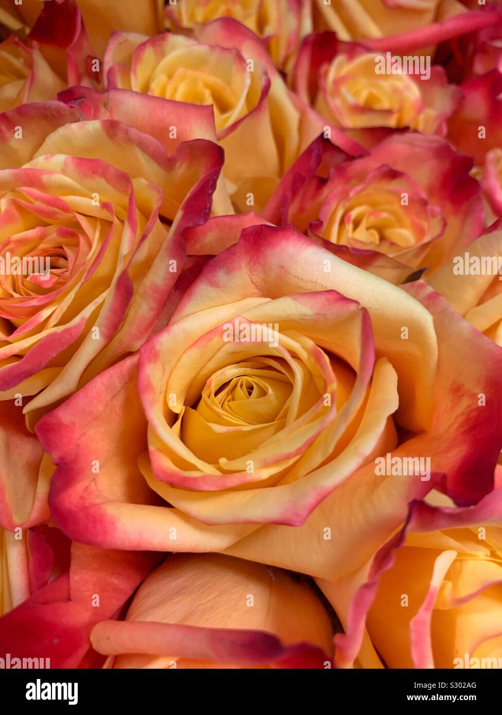 Beautiful bouquet of Fresh yellow roses with pink fringe Stock Photo ...