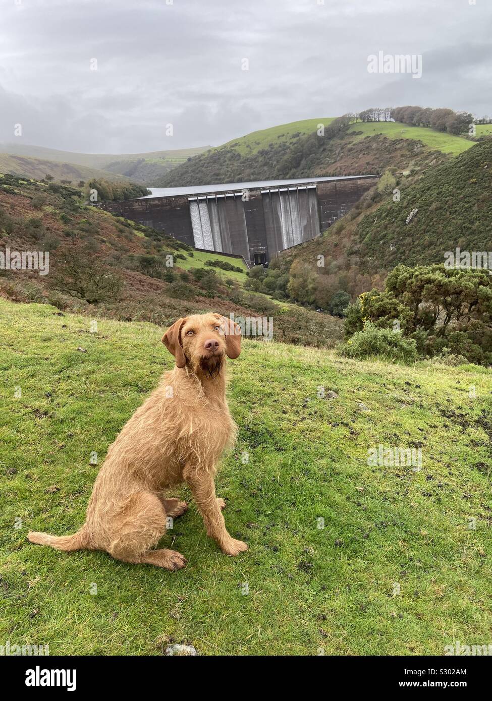 Dog Dam High Resolution Stock Photography and Images - Alamy