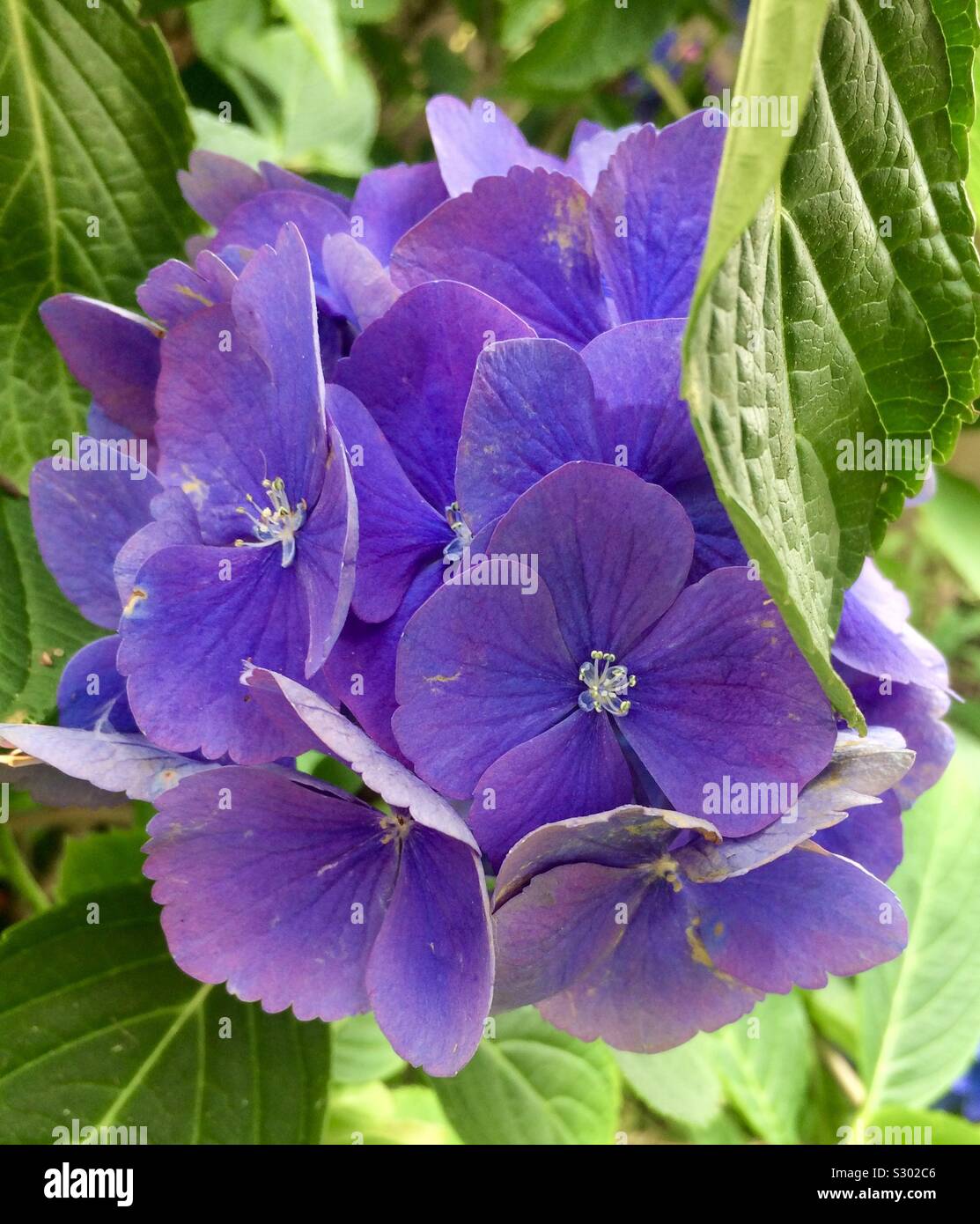 Purple blue hydrangeas with foliage Stock Photo - Alamy