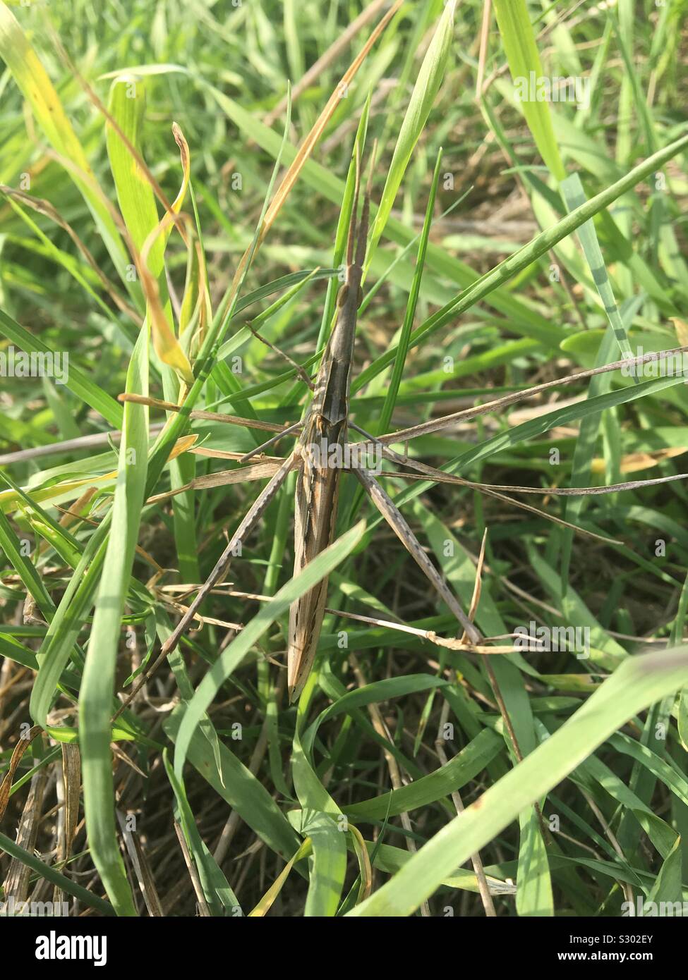 Stick insect camouflage in fresh growing grass. Autumn in Cyprus Stock ...