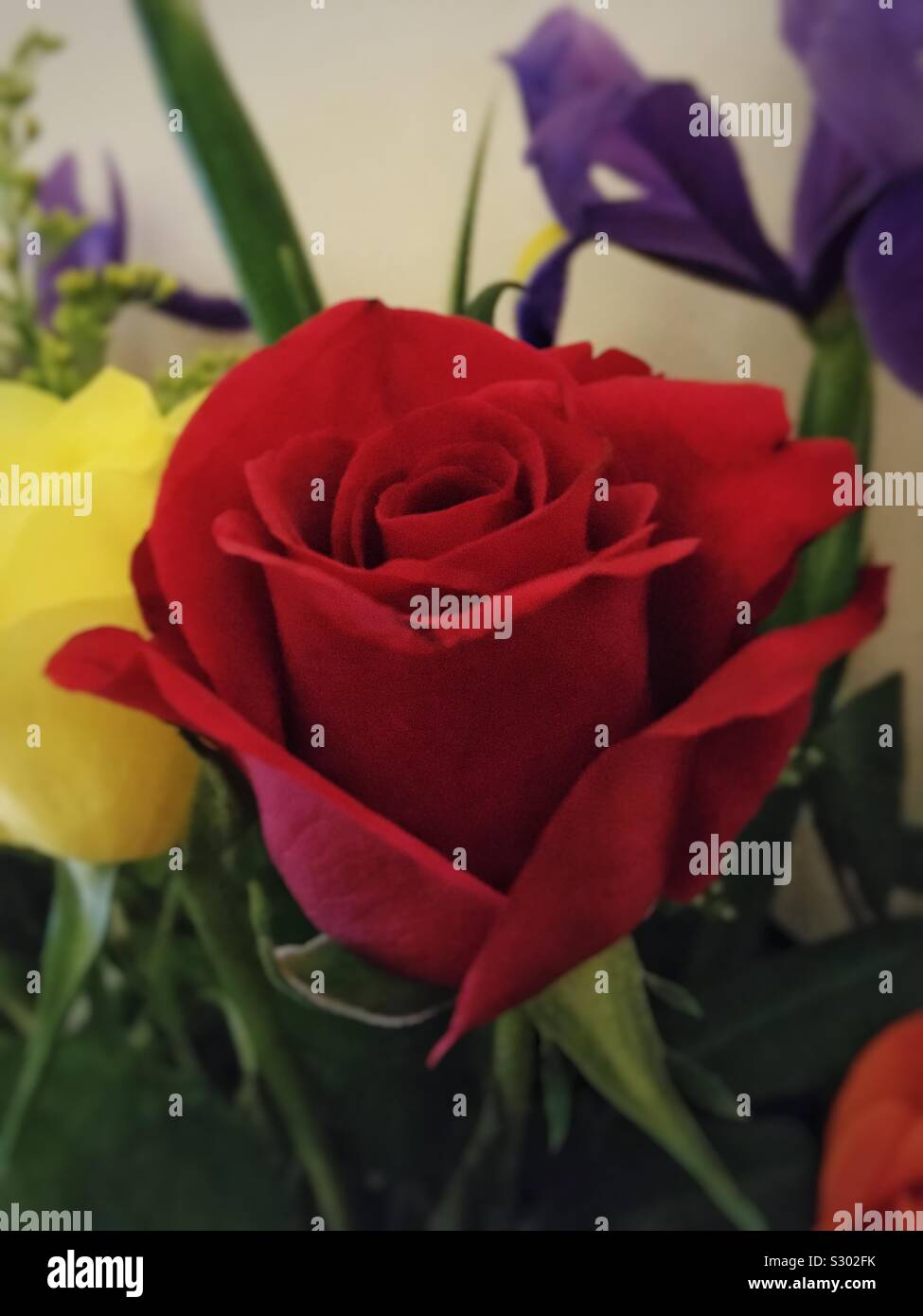 Red rose head hi-res stock photography and images - Alamy