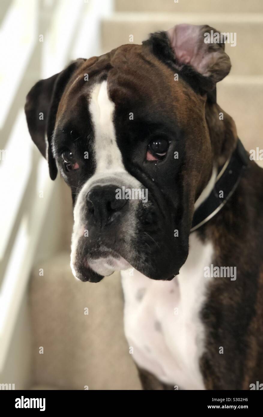 Tired boxer hi-res stock photography and images - Alamy