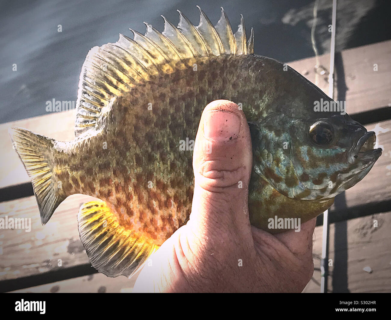 Catch an release fishing hi-res stock photography and images - Alamy