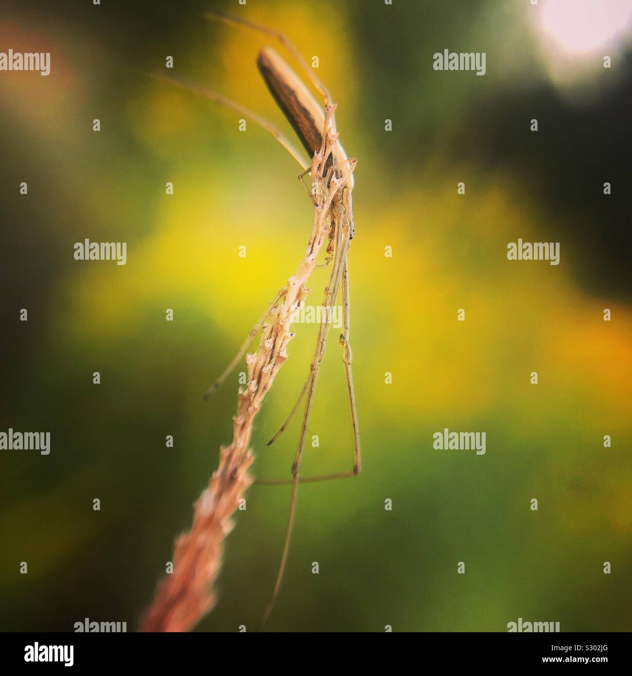Stretch spider hi-res stock photography and images - Alamy
