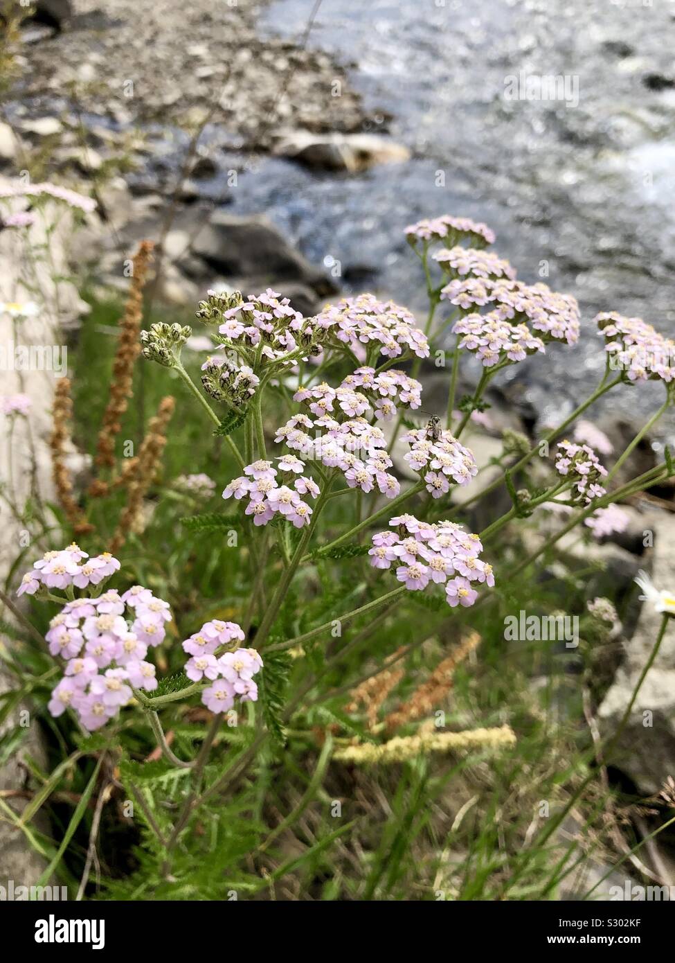 Colorado Wildflowers High Resolution Stock Photography and Images - Alamy