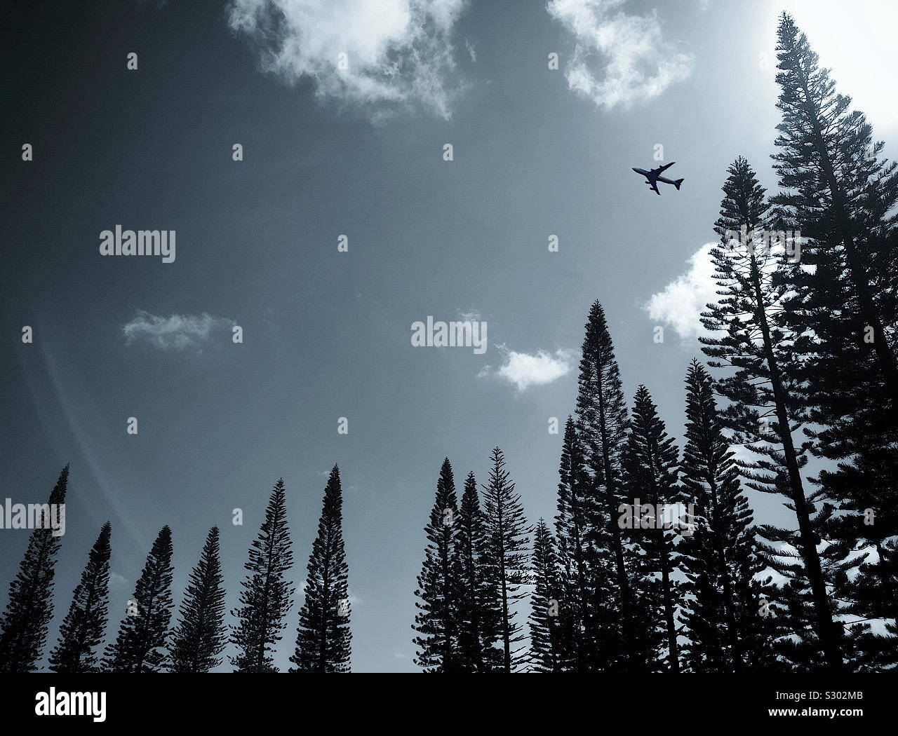 Airplane flying over a field of Cook Pine trees in Hawaii Stock Photo ...