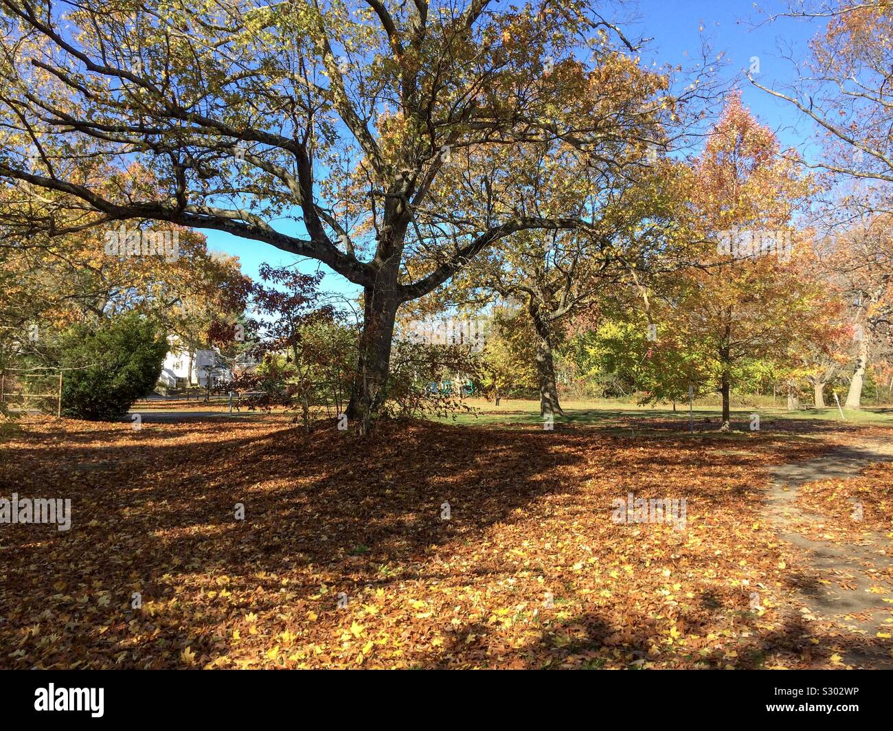 Tree with shadow Stock Photo - Alamy