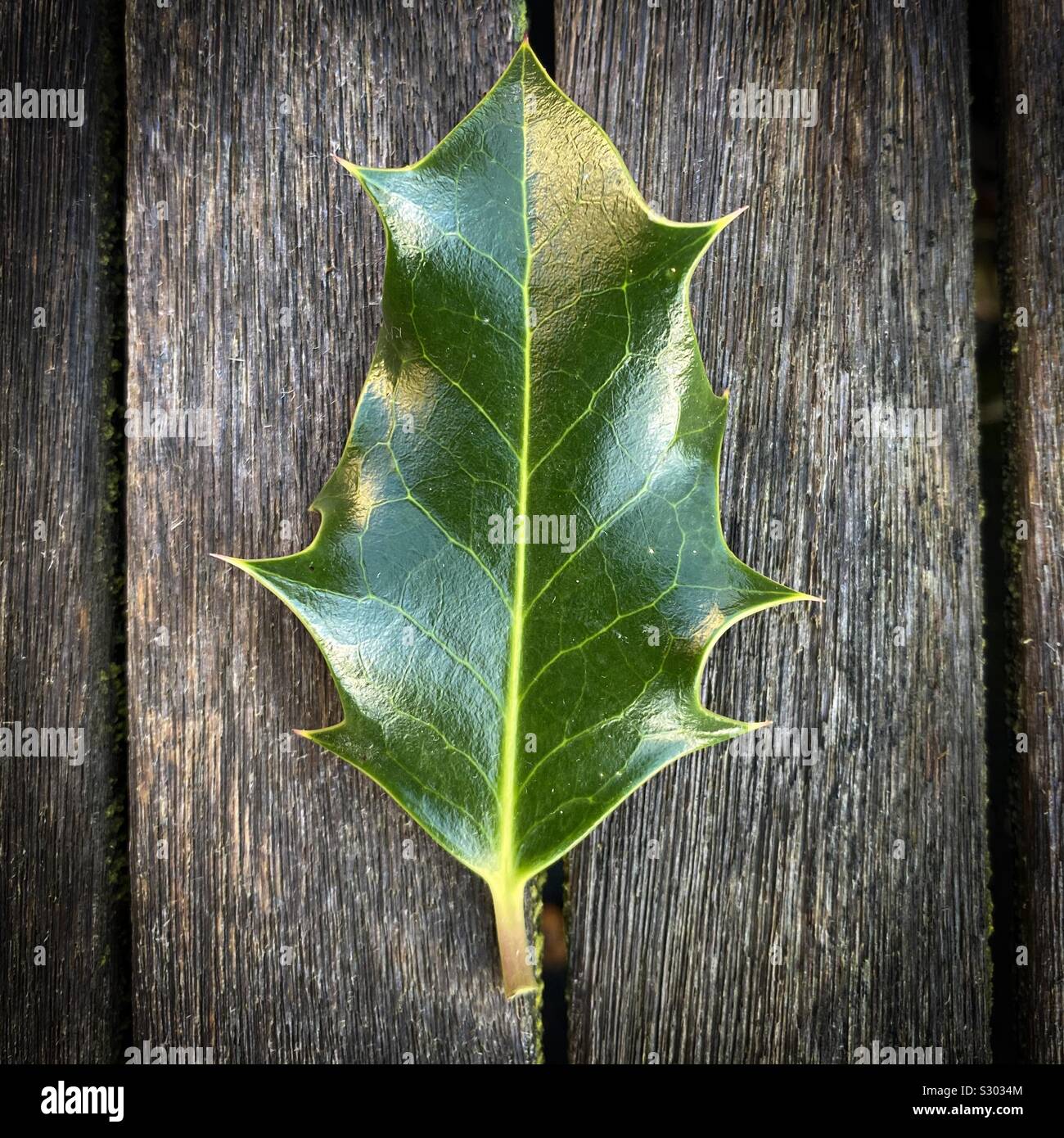 Shiny leaf hi-res stock photography and images - Alamy