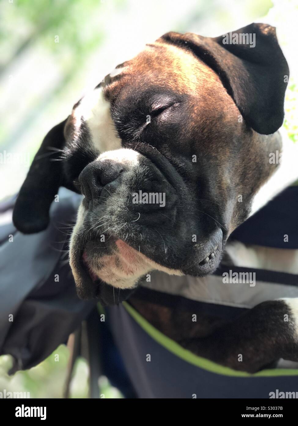 Sleeping boxer dog hi-res stock photography and images - Alamy