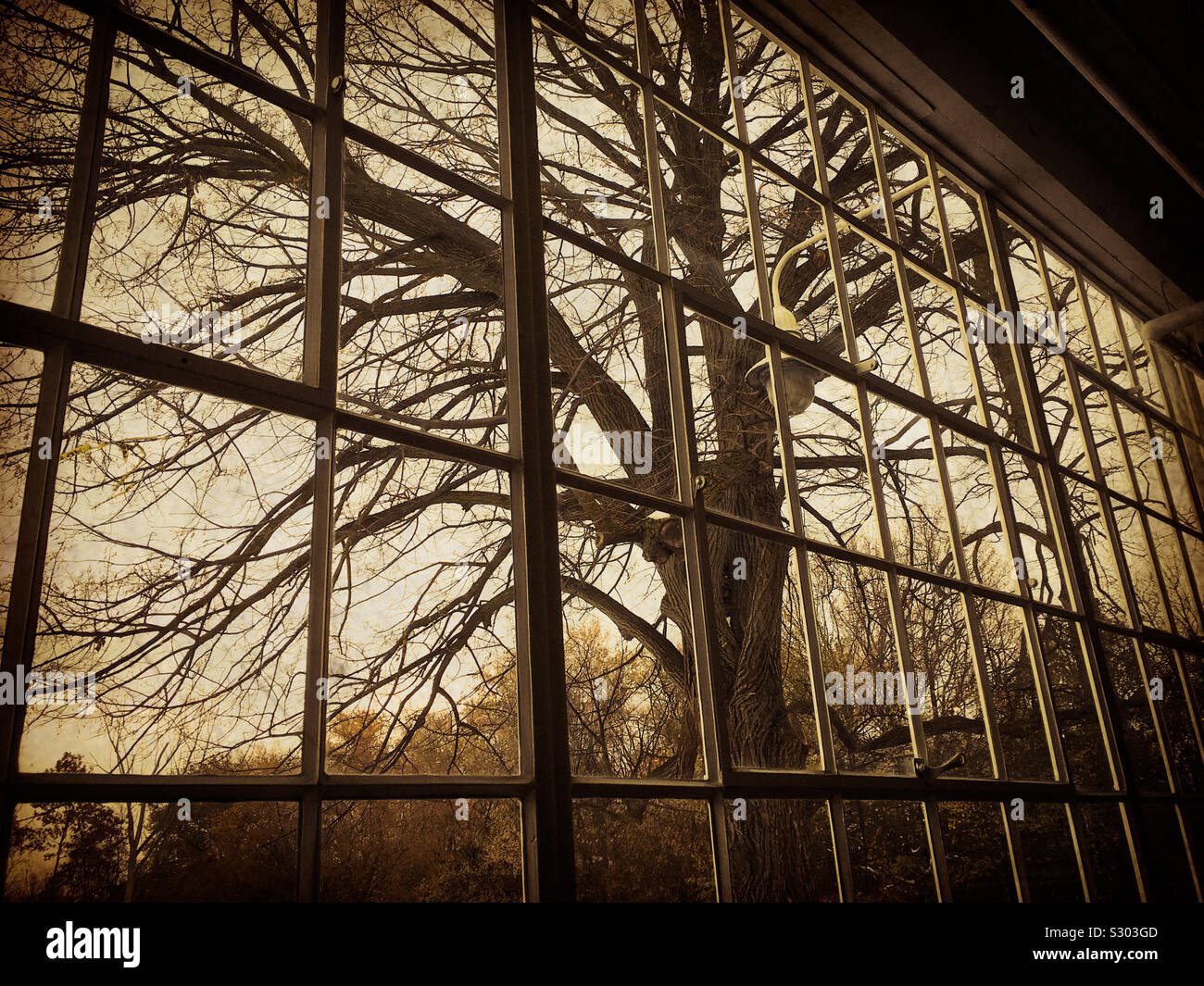 Beautiful tree seem through wide industrial window Stock Photo - Alamy