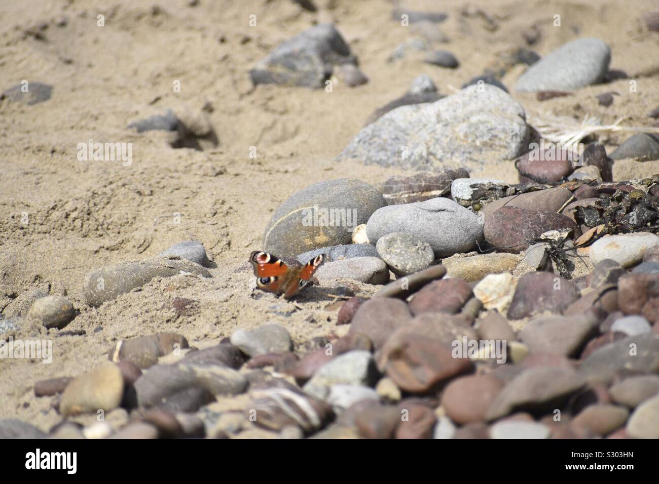 Butterfly at the beach Stock Photo - Alamy