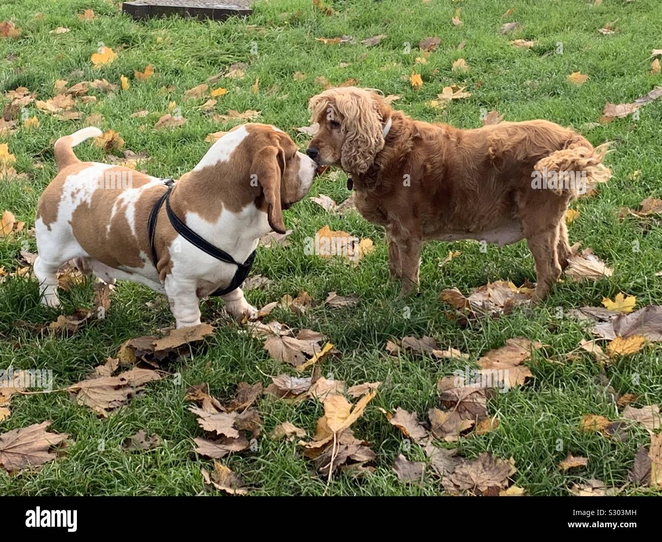 Dogs greeting hi-res stock photography and images - Alamy