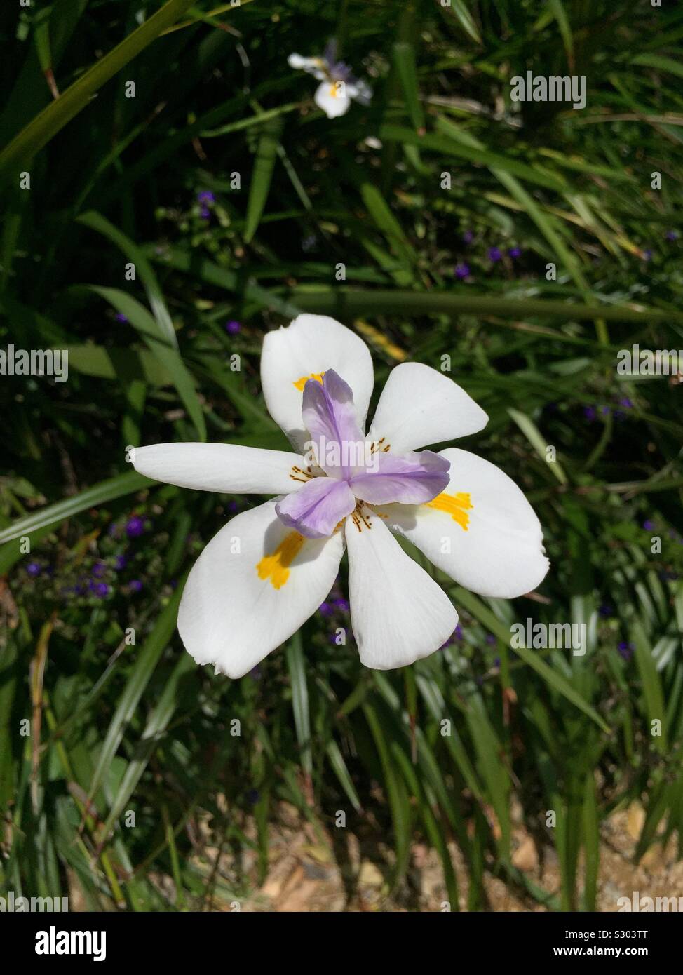 Multi flower hi-res stock photography and images - Alamy