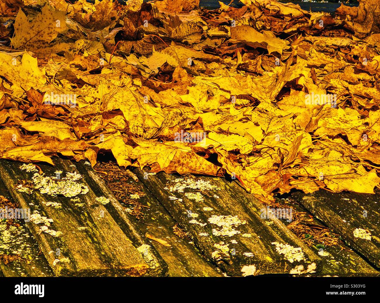 Yellow leaves on roof hi-res stock photography and images - Alamy