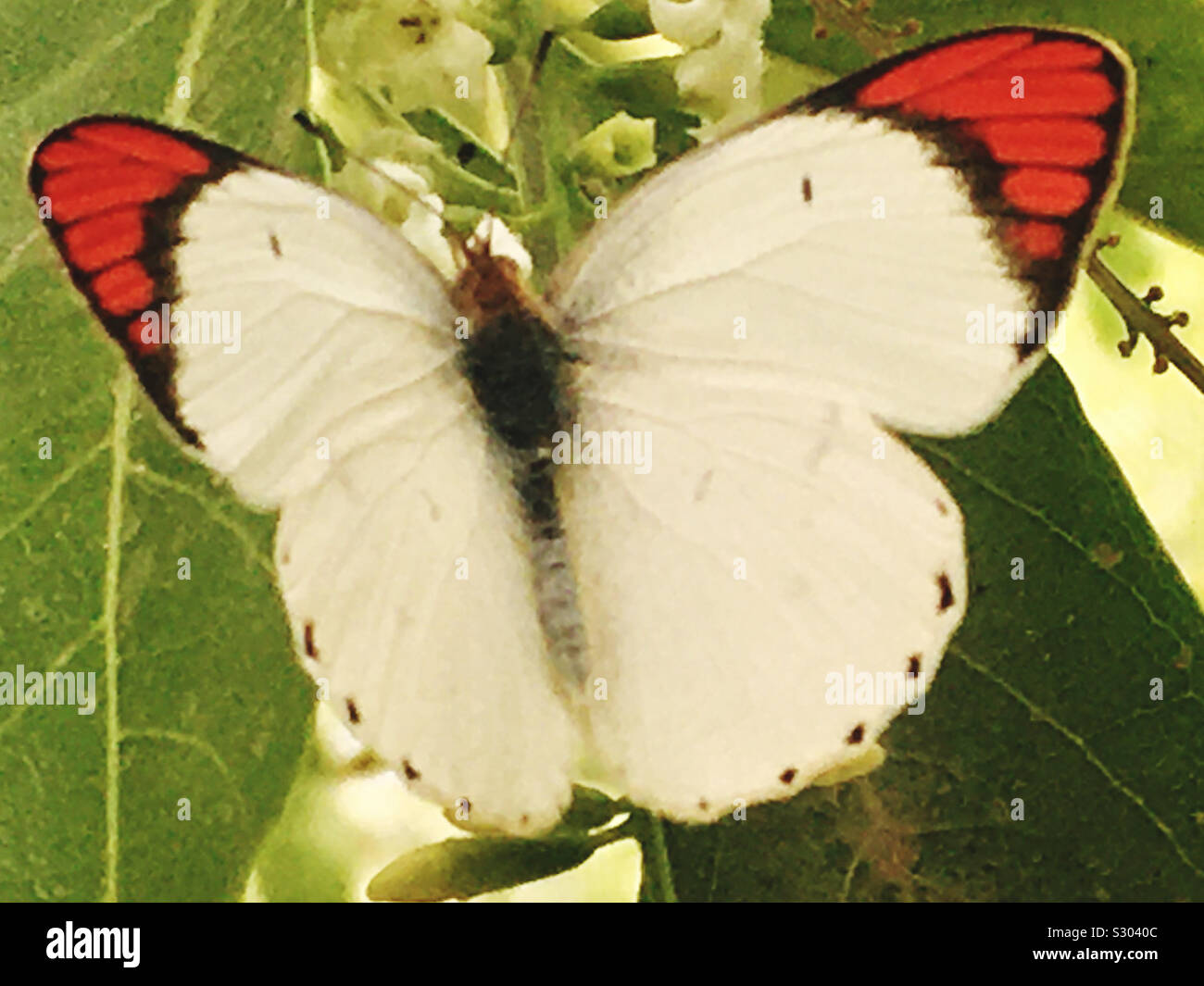 Red white butterfly hi-res stock photography and images - Alamy
