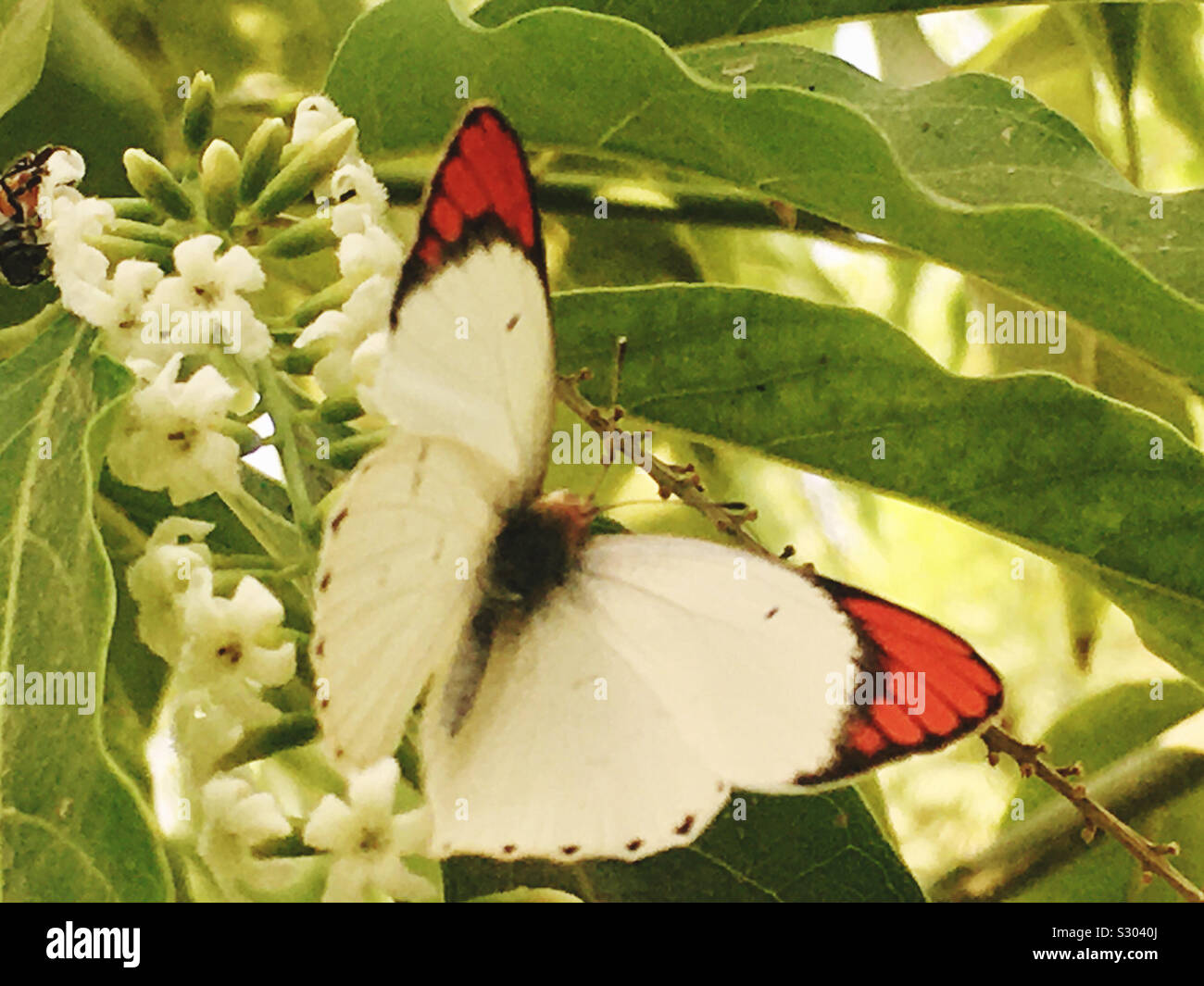Red Butterfly Species