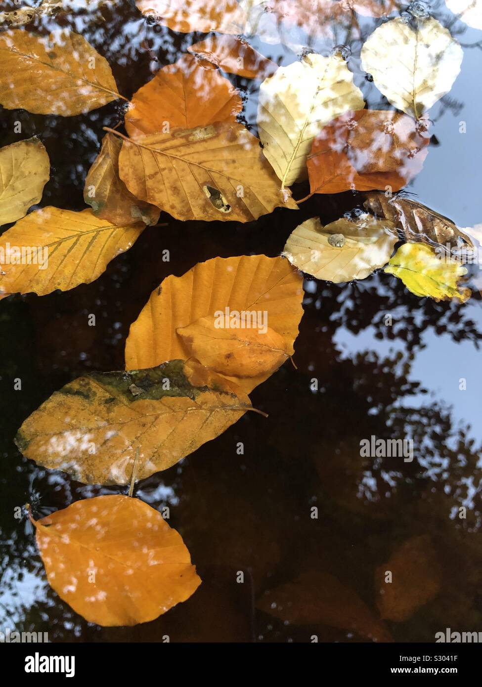 Autumn leaves in water with a tree reflection, England, United Kingdom ...
