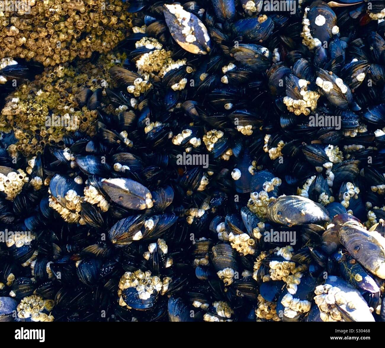 Mussels on the rock Stock Photo - Alamy