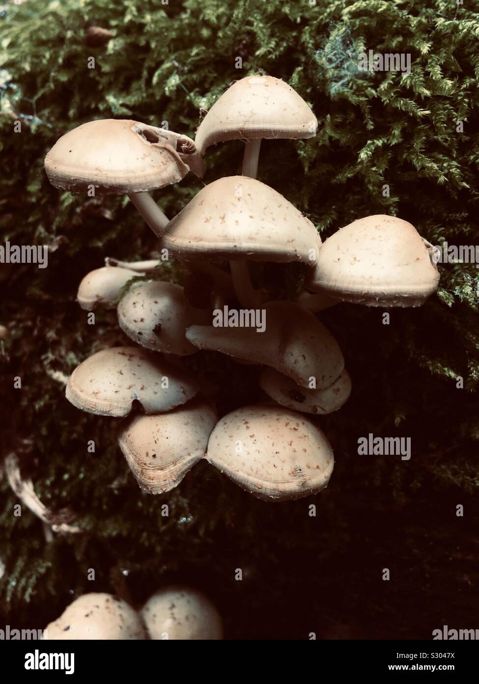 Family fungi hi-res stock photography and images - Alamy