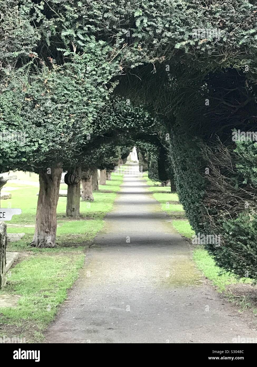 Yew tree avenue hi-res stock photography and images - Alamy