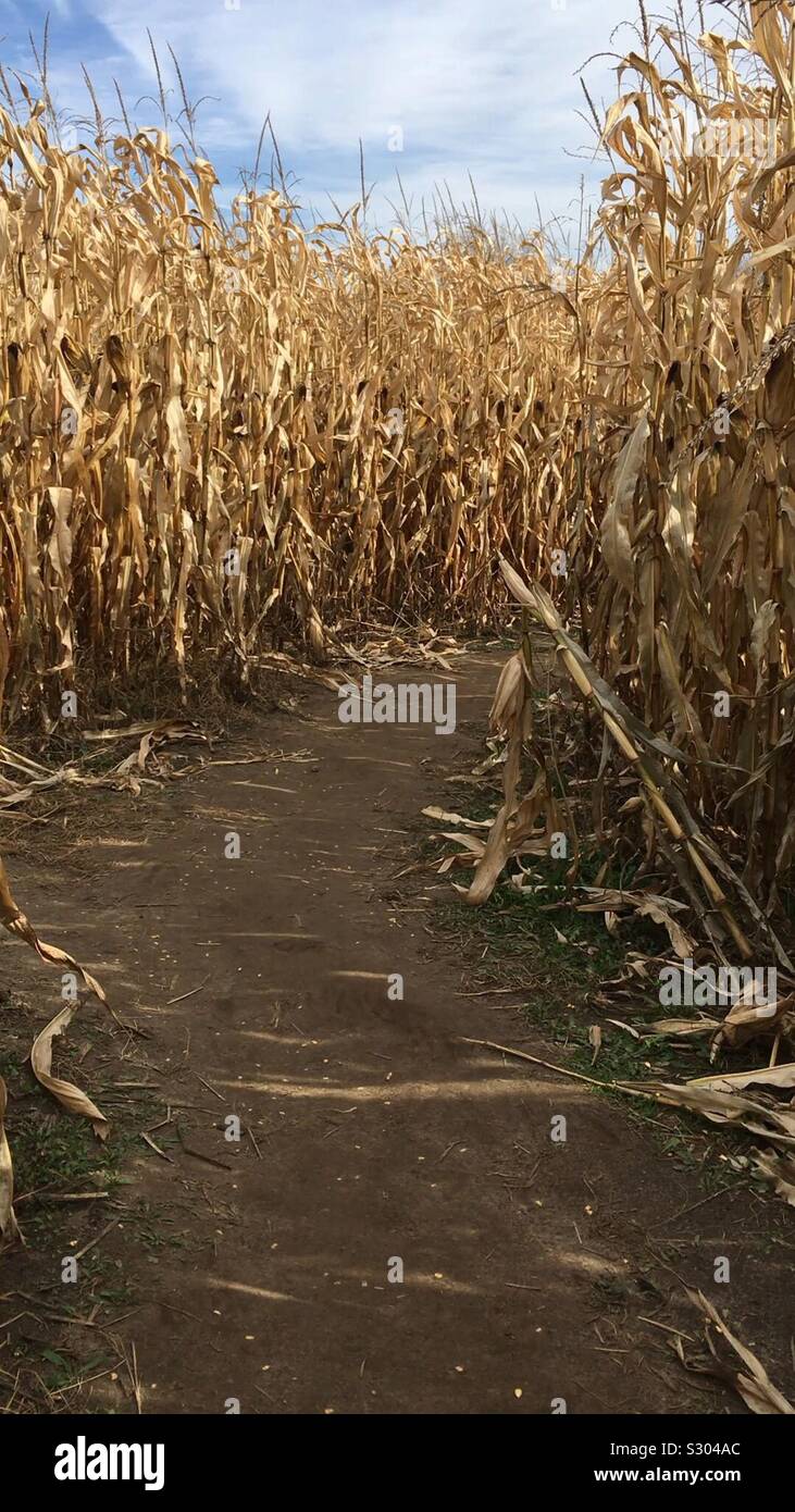 Fall corn maze Stock Photo - Alamy