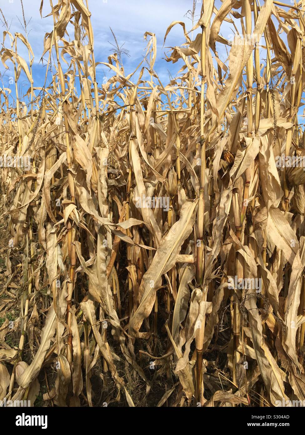 Harvest corn hi-res stock photography and images - Alamy