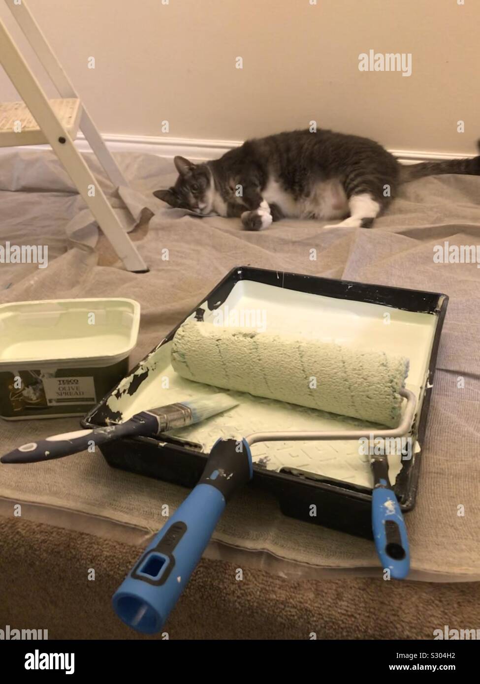Cat helping paint hi-res stock photography and images - Alamy