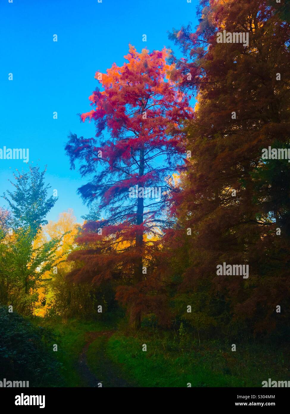 Fall splendour hi-res stock photography and images - Alamy