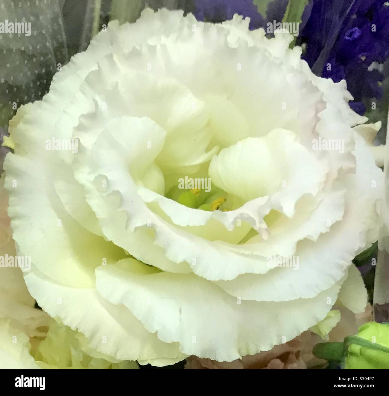 Ranunculus white picotee hi-res stock photography and images - Alamy