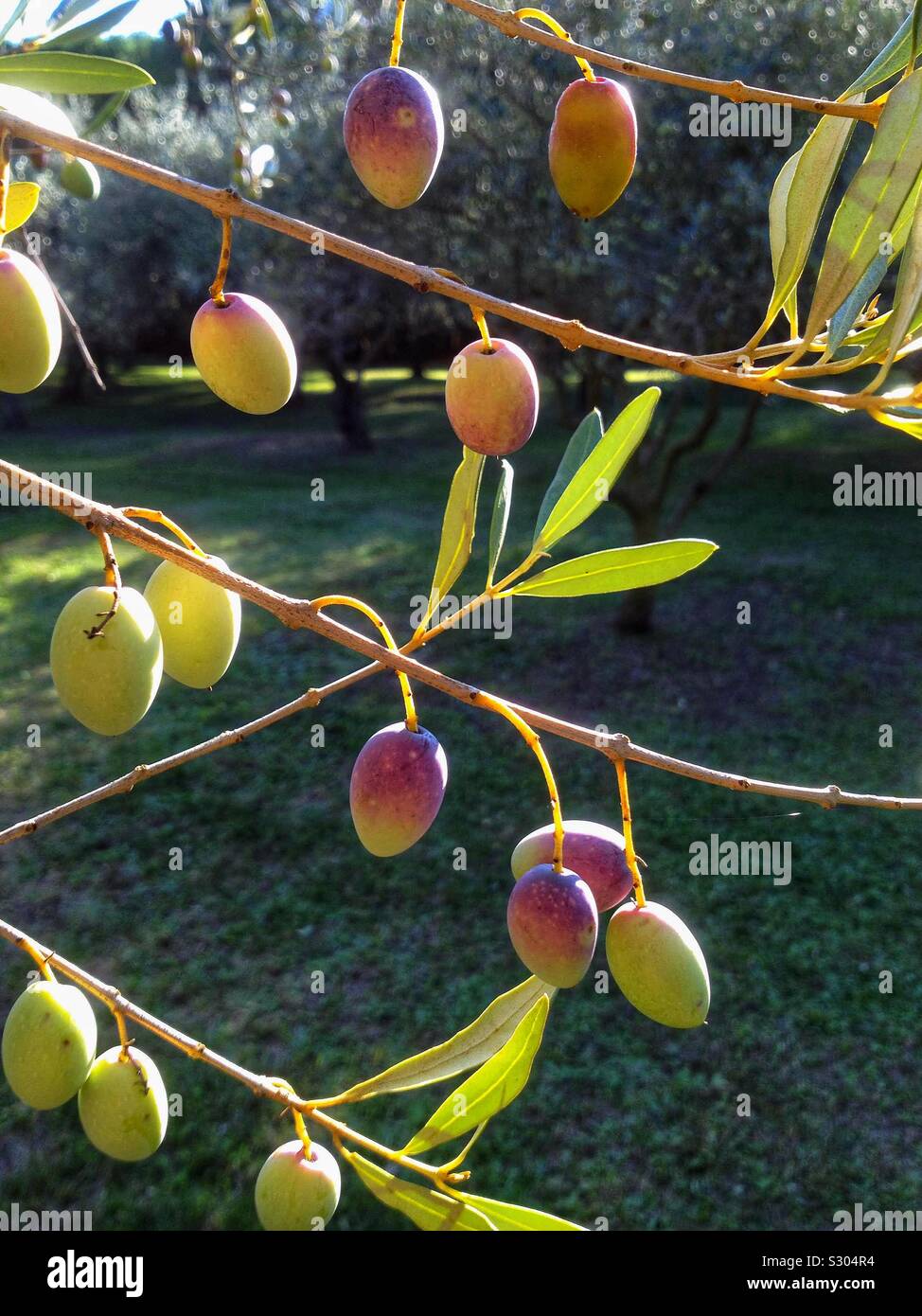 Olive tree in Autumn Stock Photo - Alamy