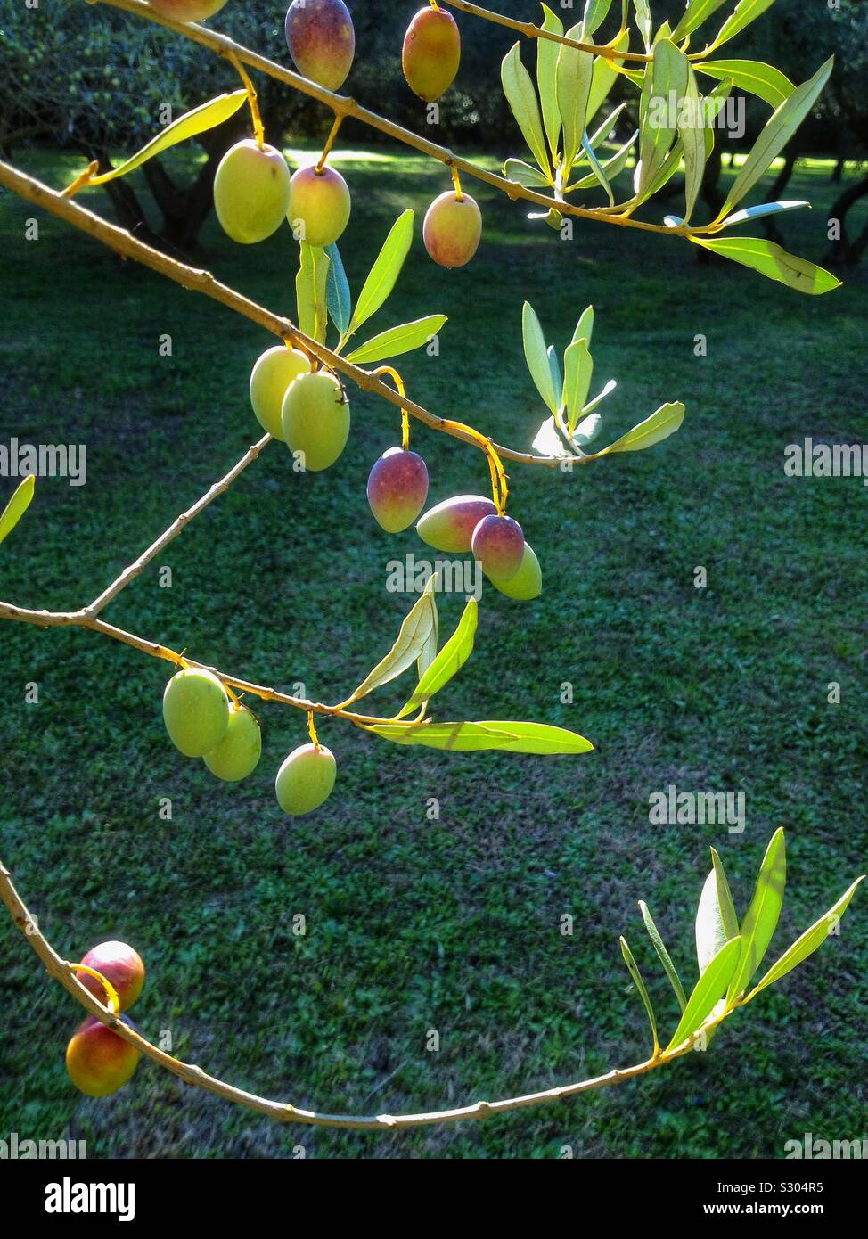 Olive tree in Autumn Stock Photo - Alamy