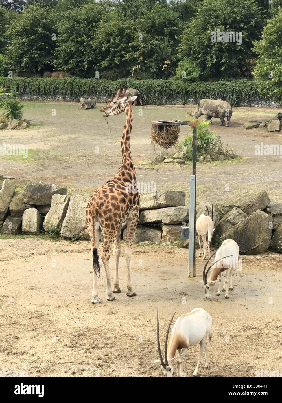 Dublin zoo enclosure hi-res stock photography and images - Alamy