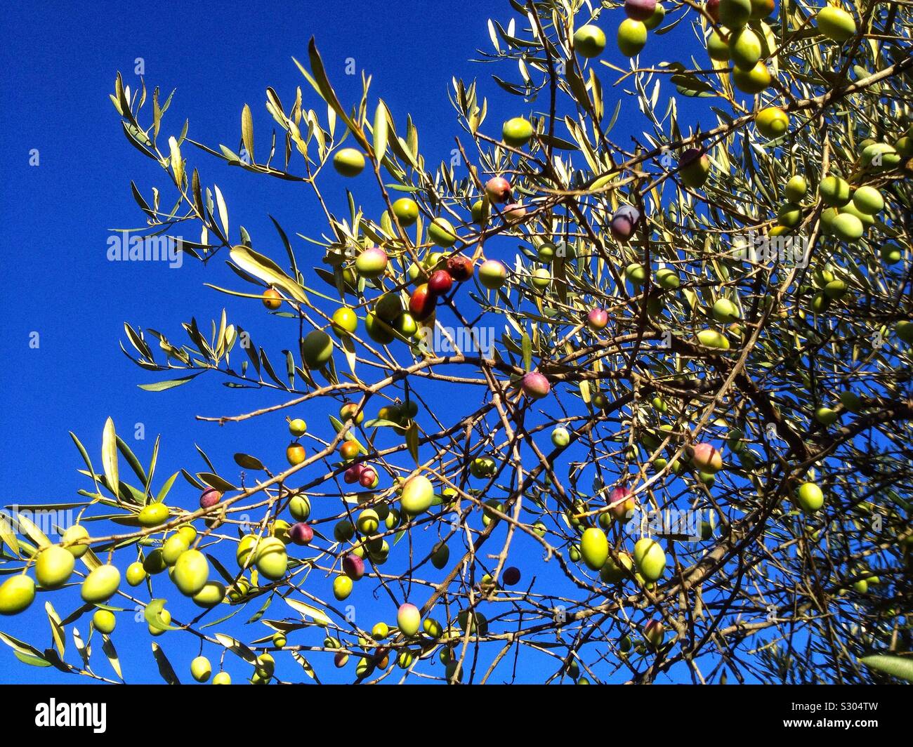 Olive tree trees olives smartphone stock photos and images - Alamy