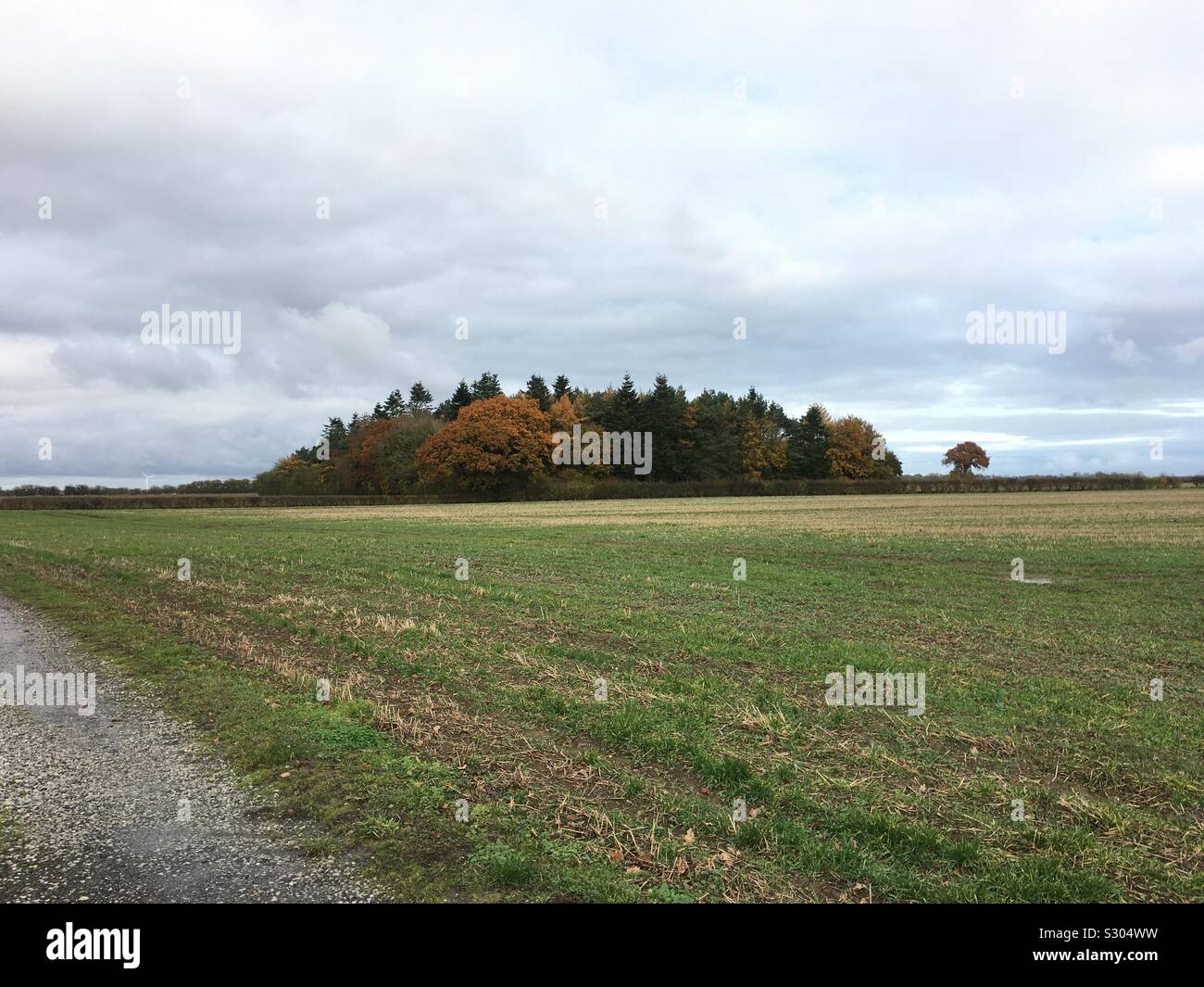 Copse trees hi-res stock photography and images - Alamy