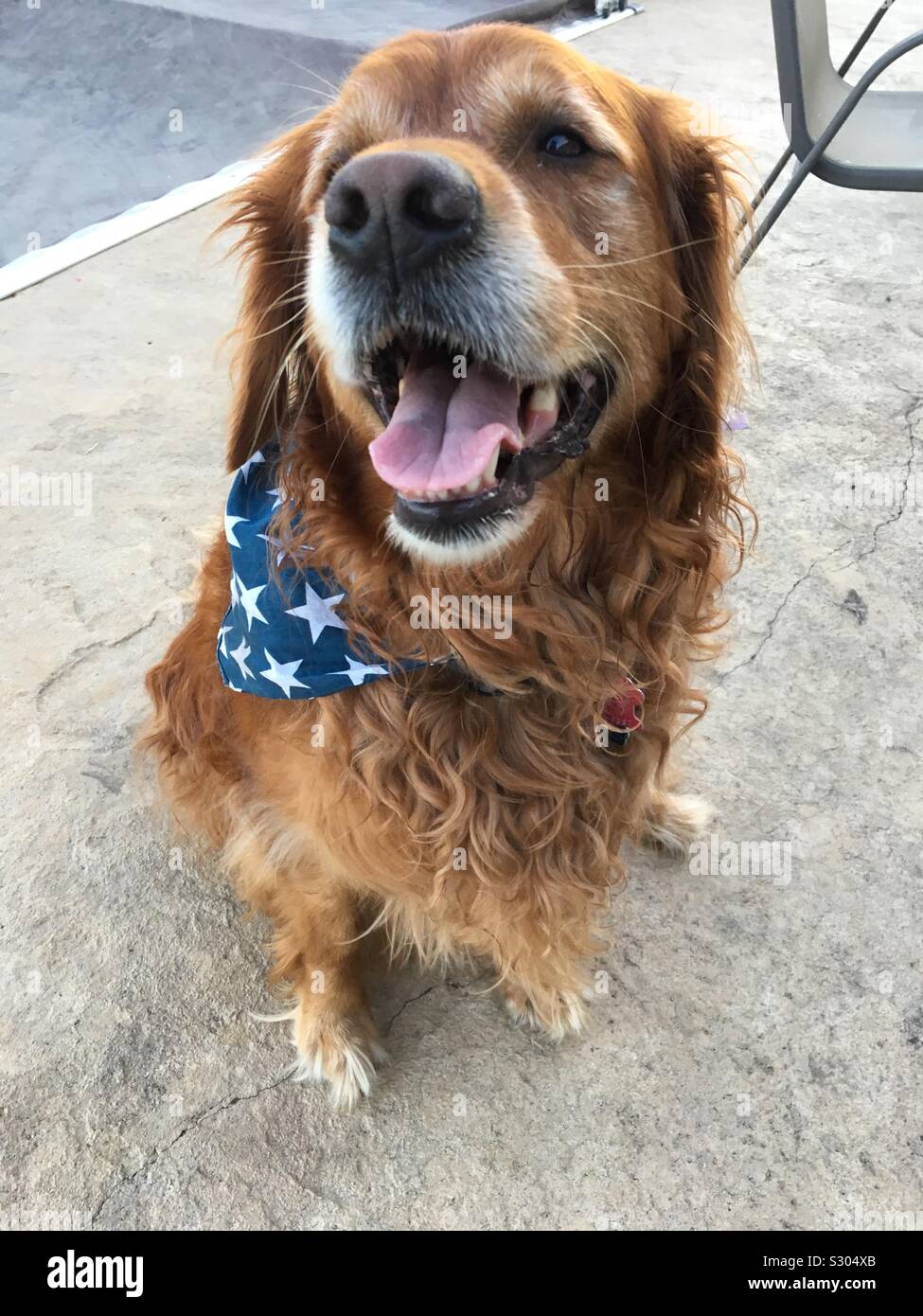 Happy Golden Retriever! Stock Photo - Alamy