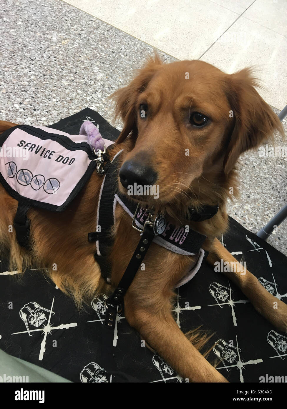 Golden retriever service dog hi-res stock photography and images - Alamy