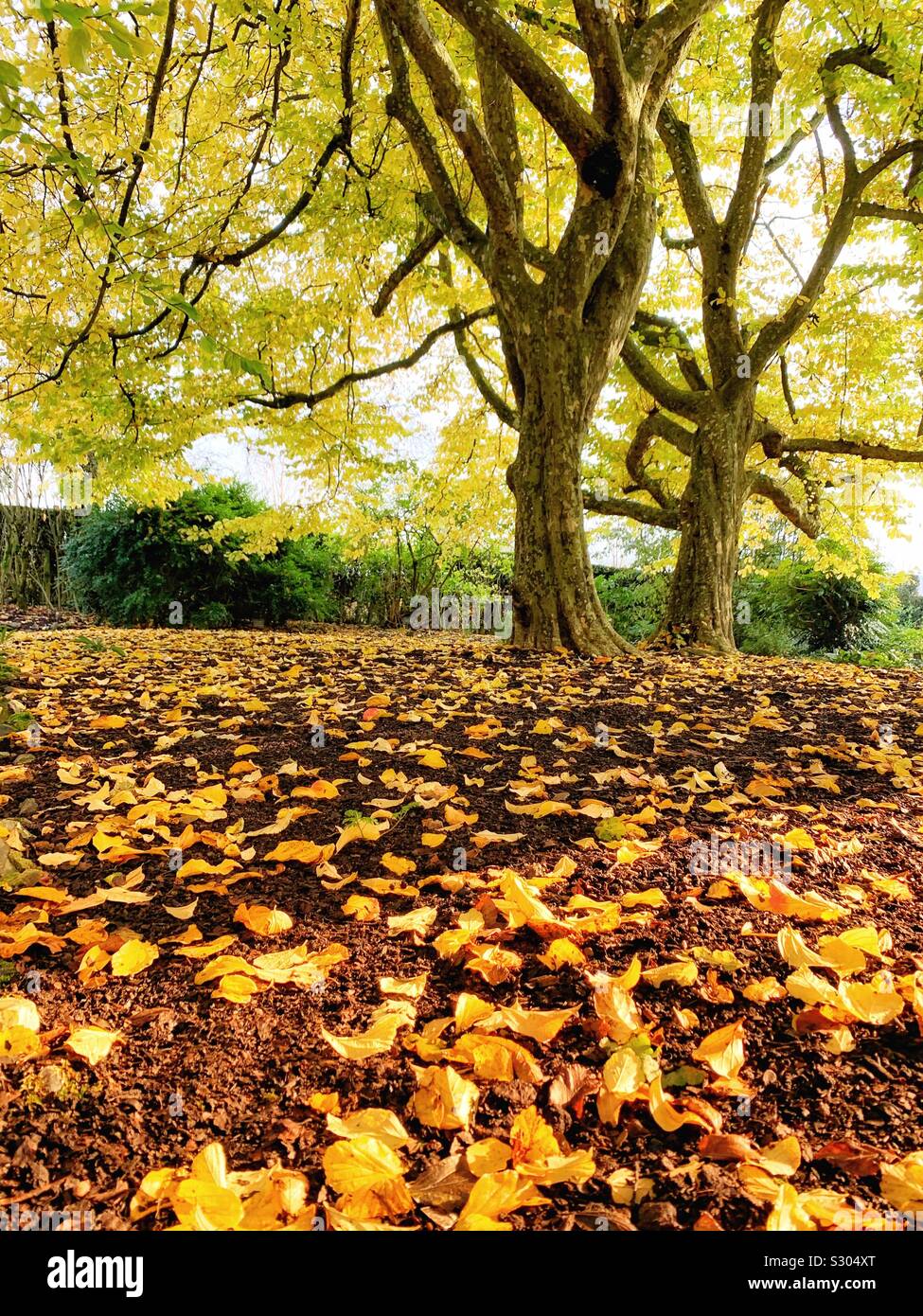 Atuumn trees in Surrey Stock Photo - Alamy