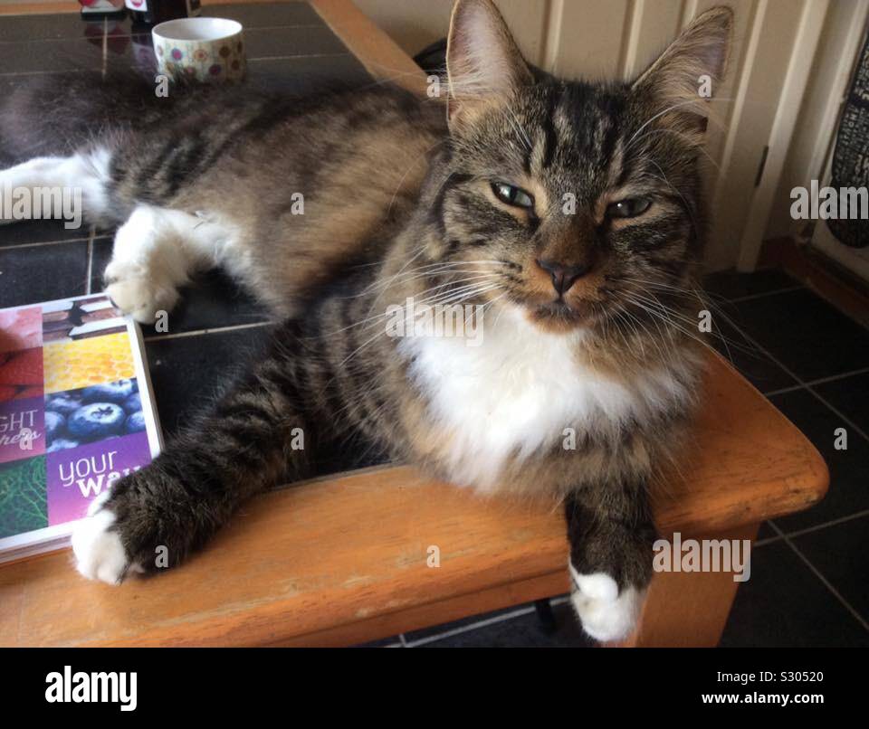 Cat day n table hi-res stock photography and images - Alamy