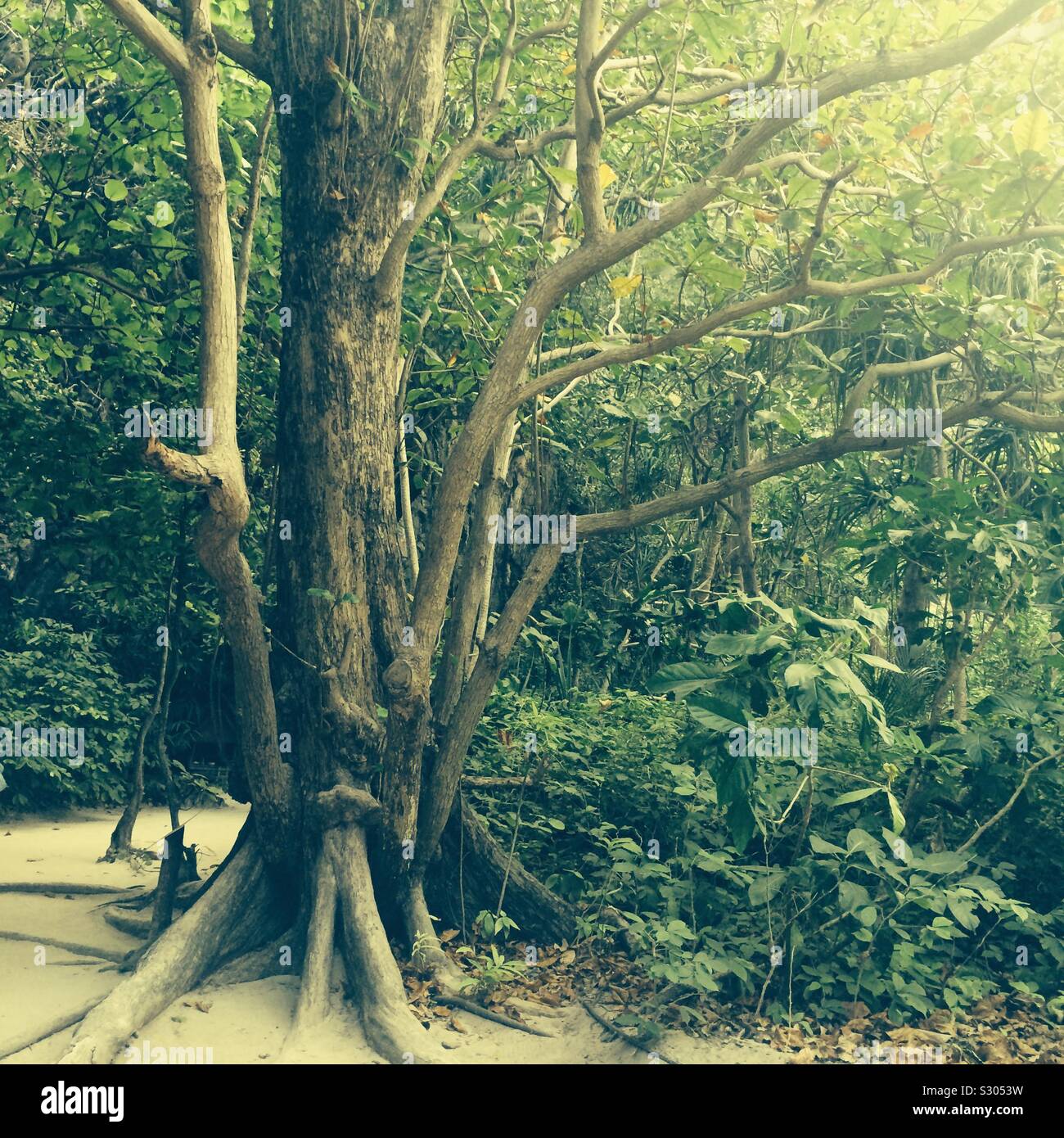 Jungle bush hi-res stock photography and images - Alamy