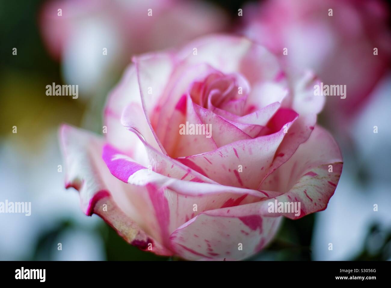 Peppermint rose hi-res stock photography and images - Alamy