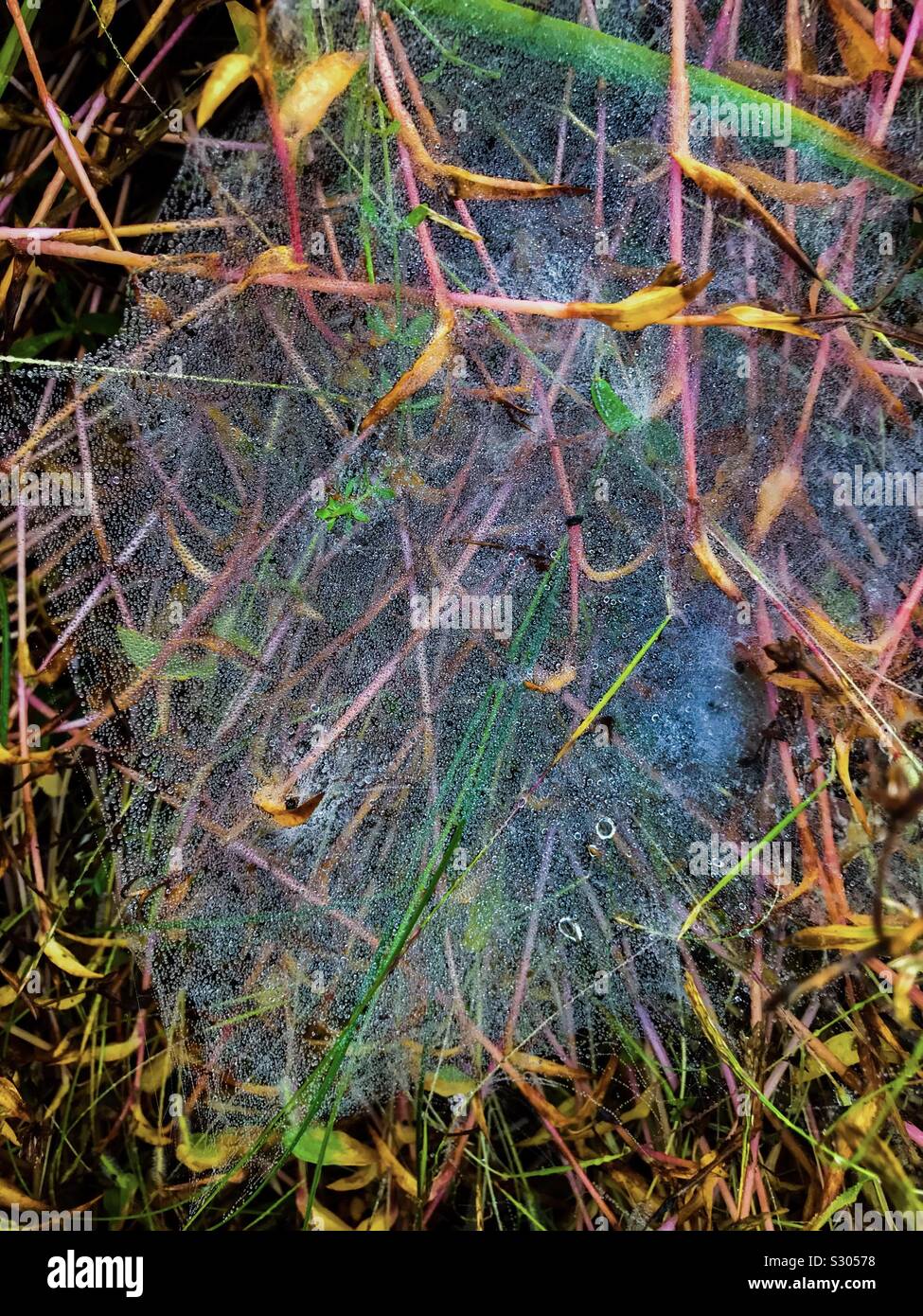 Fantasy colors in photo looking down at dew laden cobweb in autumn ...