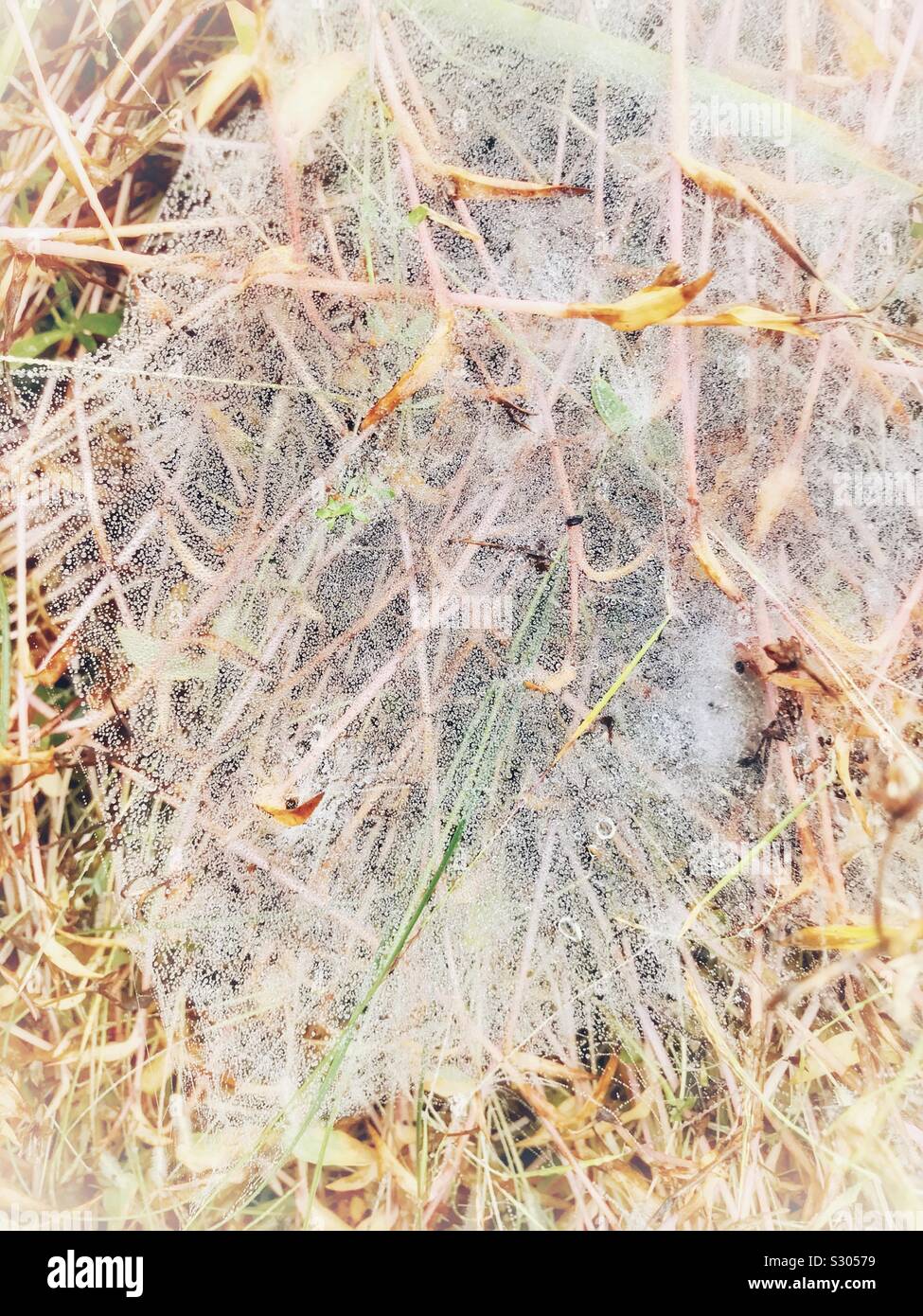 Overexposed photo of dew-laden cobweb viewed from above, October Stock ...