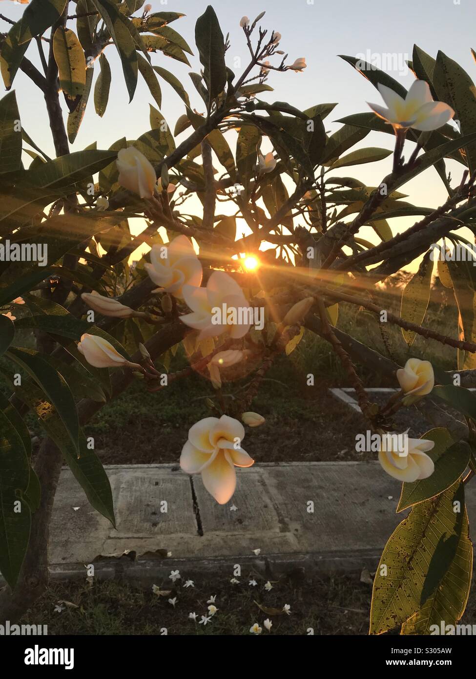 Frangipani tree hi-res stock photography and images - Alamy