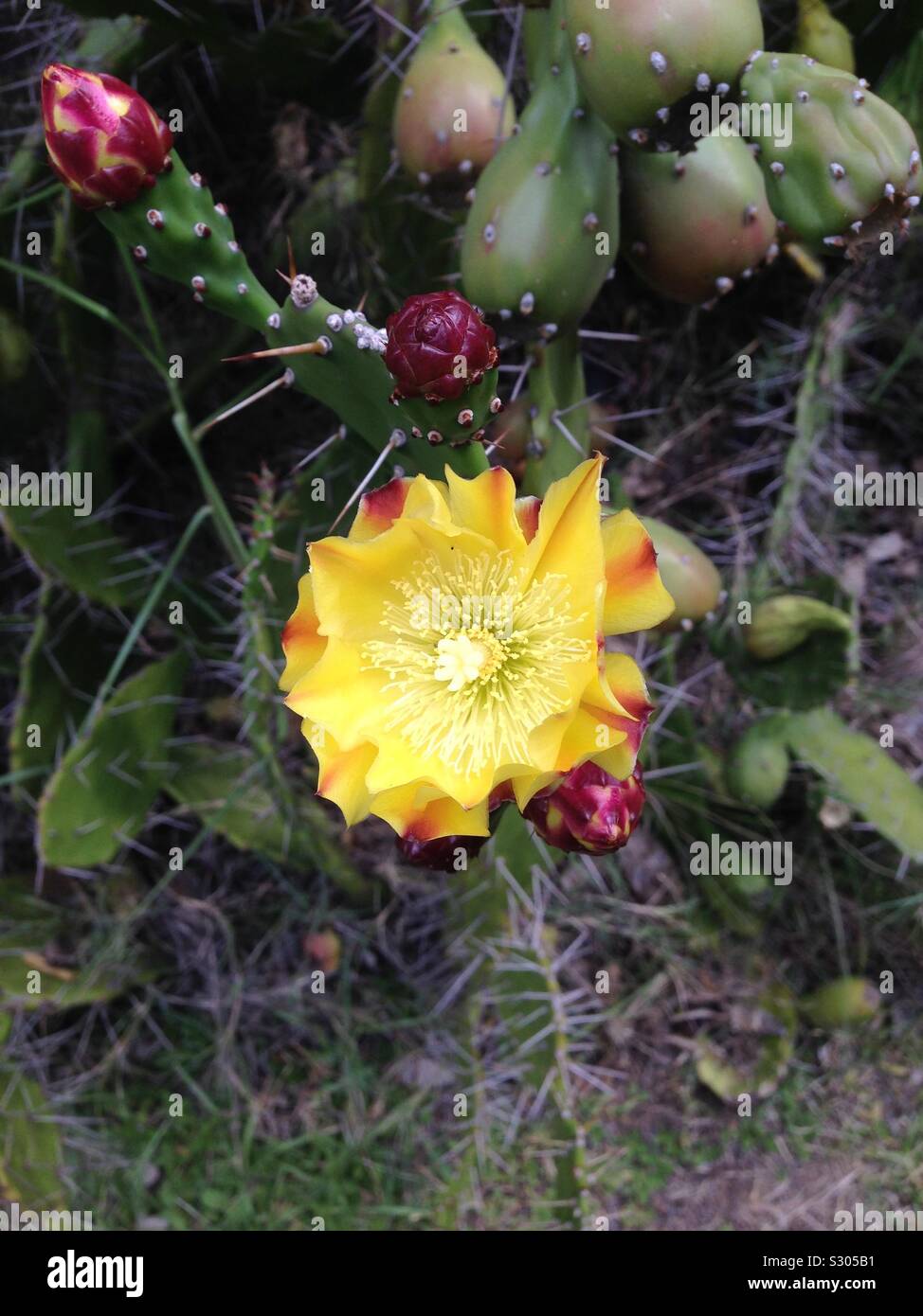 Yellow flower cactus hi-res stock photography and images - Alamy