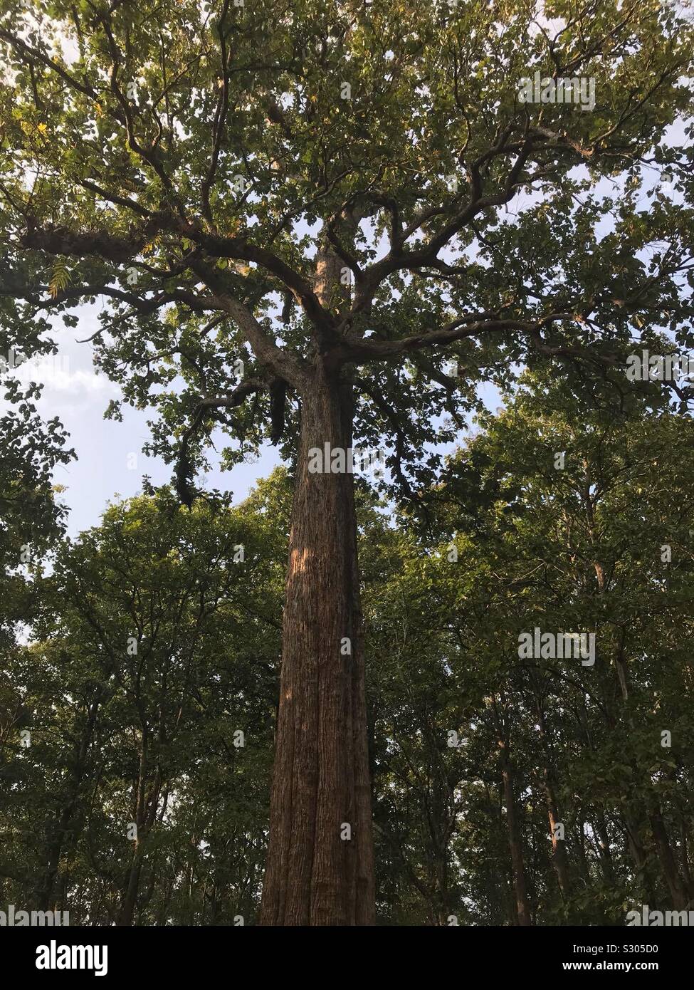 Parambikulam wildlife hi-res stock photography and images - Alamy