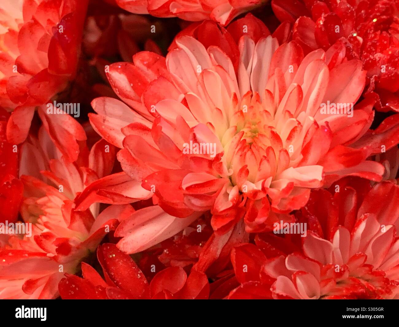 Red carnations hi-res stock photography and images - Alamy